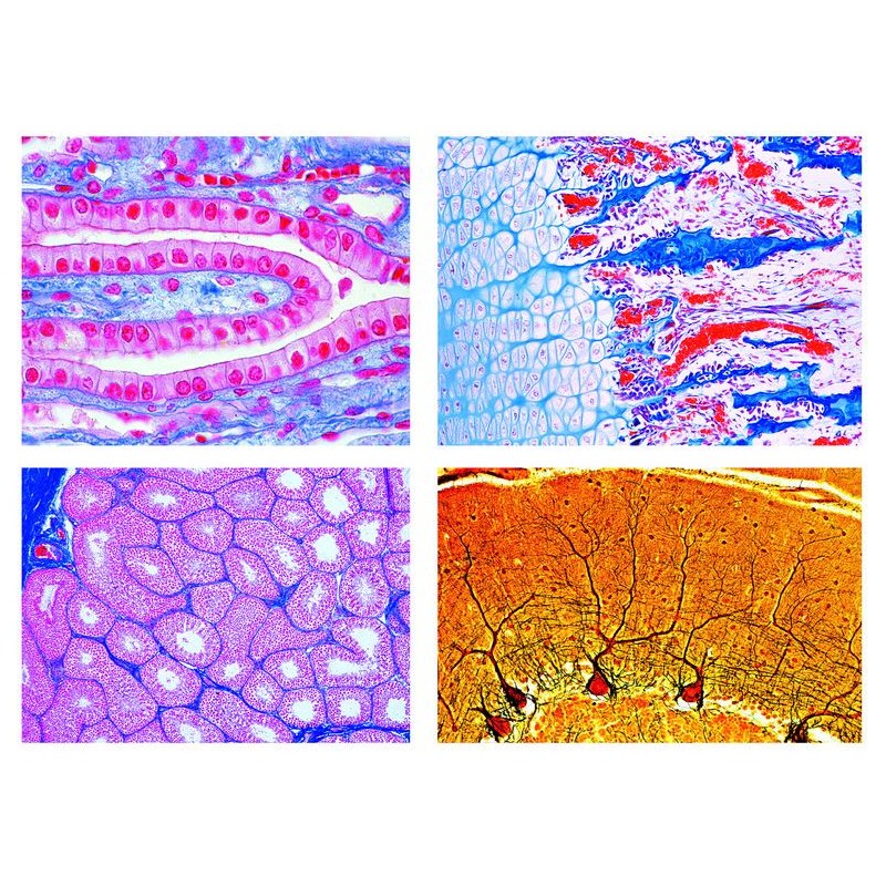 LIEDER Histology of Mammalia 2400, elementary set, 25 microscope slides ...